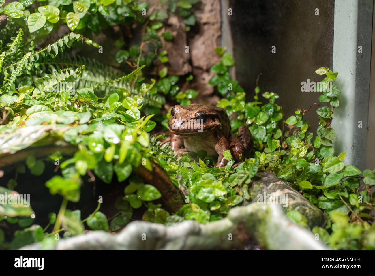 Frogs distinctive features hi-res stock photography and images - Alamy