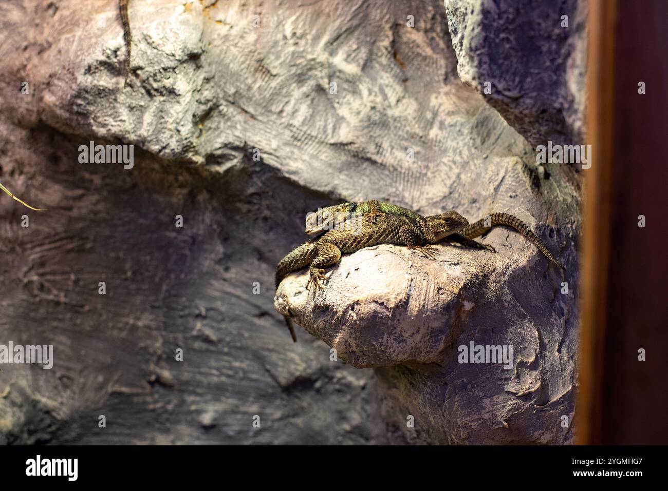 The blue spiny lizard, renowned for its vibrant blue coloration and ...