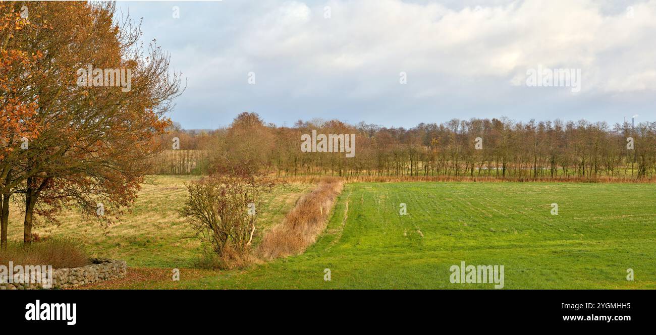 Nature, countryside and field with trees for environment, ecosystem and ...