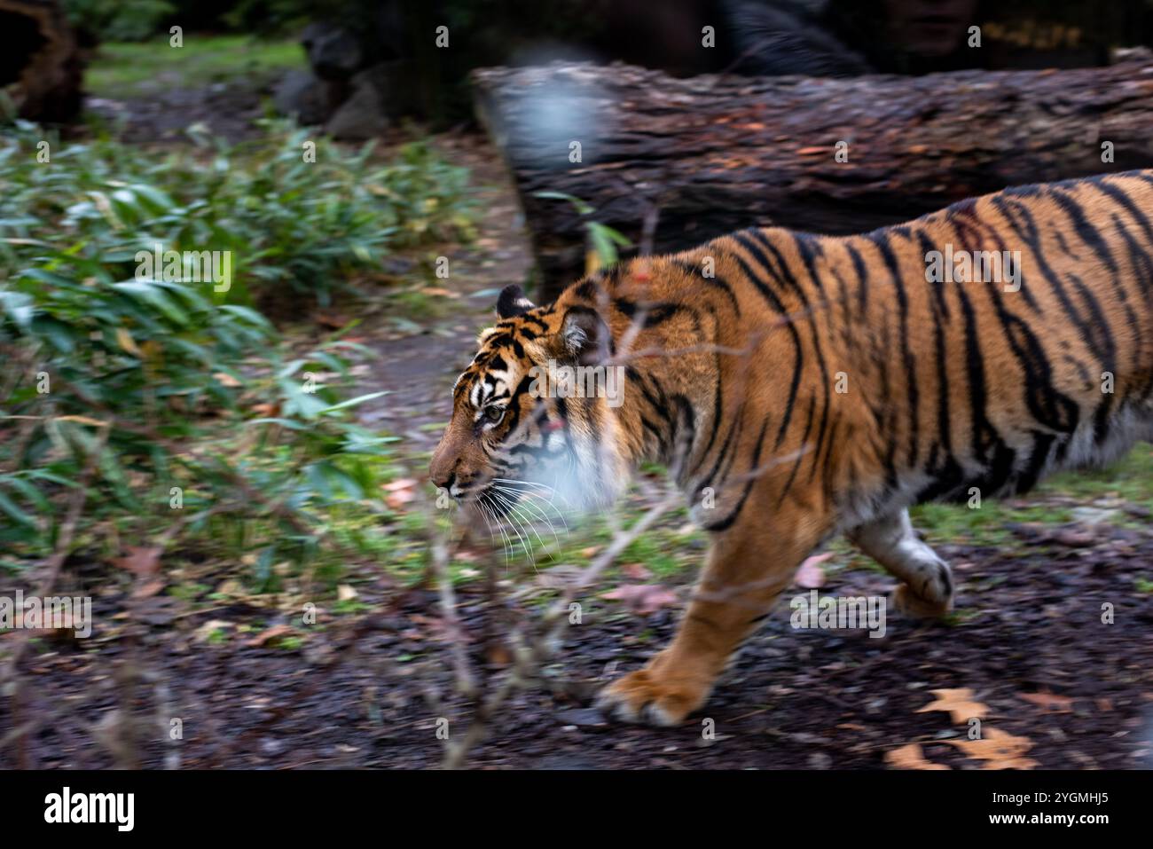 The Sumatran tiger, a critically endangered subspecies known for its ...