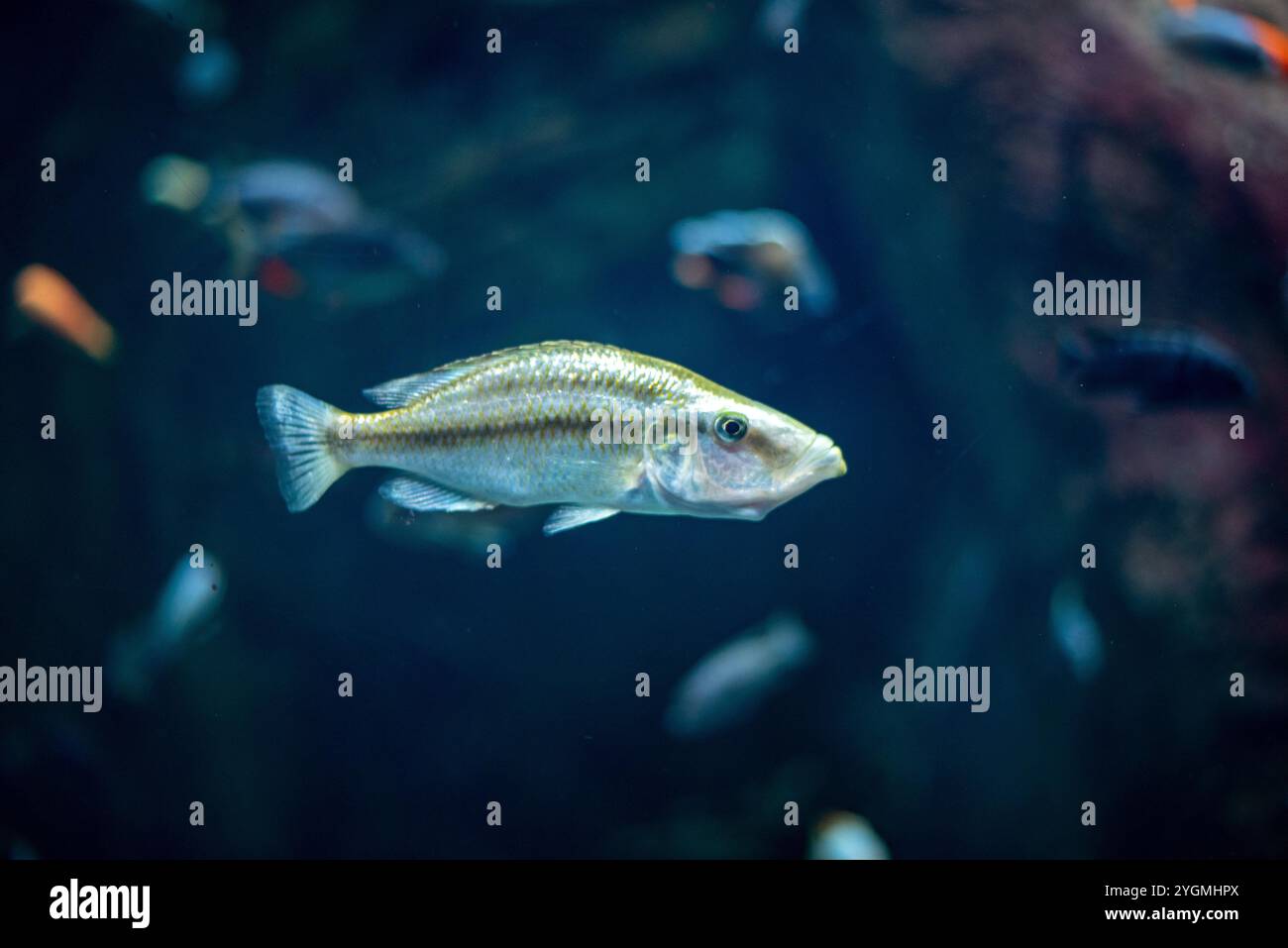 The Malawi eyebiter, a distinctive cichlid known for its unique ...