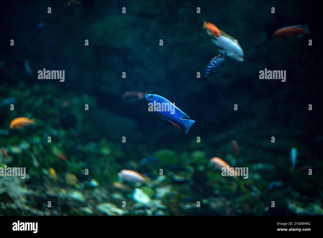 Coral reef fishes, known for their vibrant colors and diverse species ...