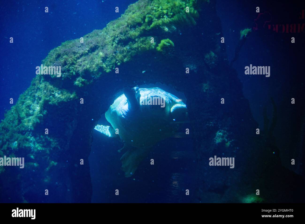 The green sea turtle, recognized for its beautiful shell and gentle ...