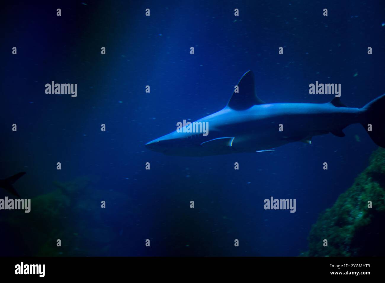 The Galapagos shark, recognized for its robust body and distinctive ...