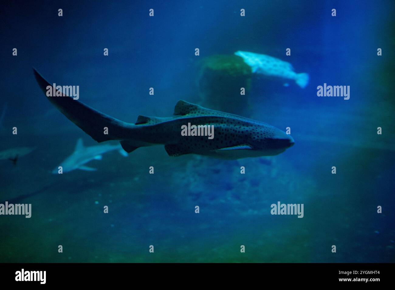 The leopard shark, known for its distinctive spotted pattern and sleek ...