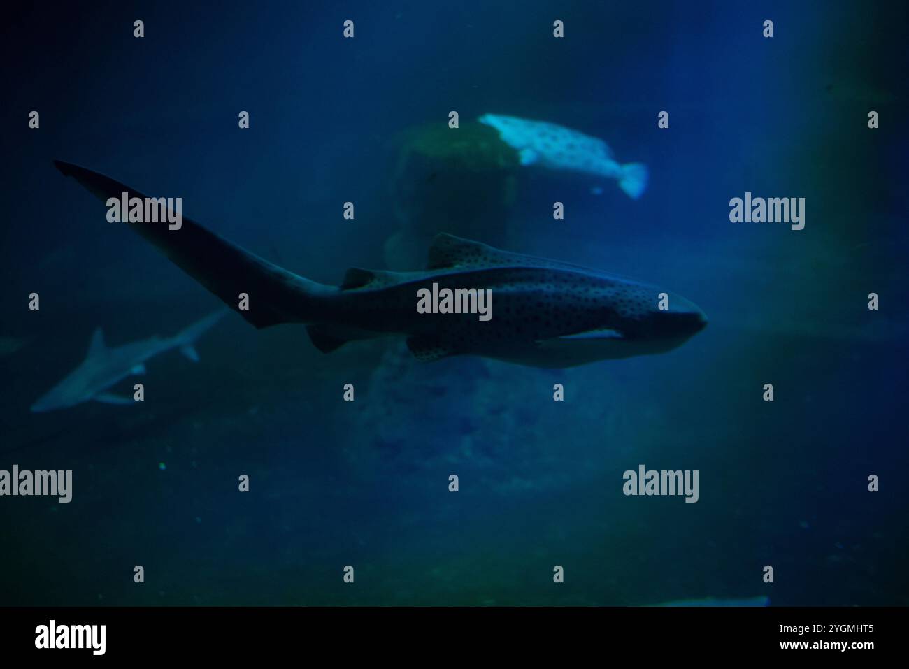 The leopard shark, known for its distinctive spotted pattern and sleek ...