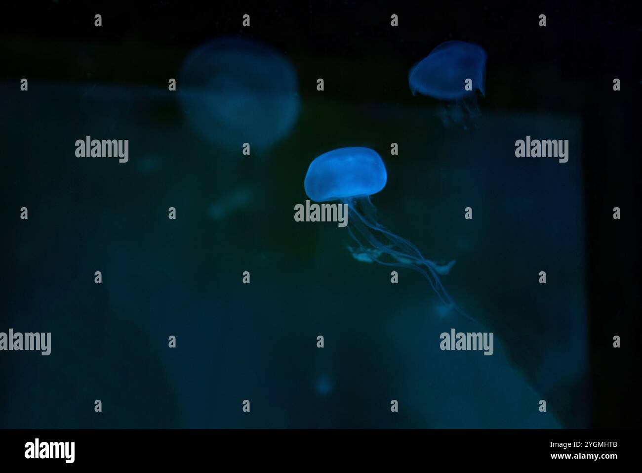 Jellyfish, with their mesmerizing translucent bodies and graceful ...