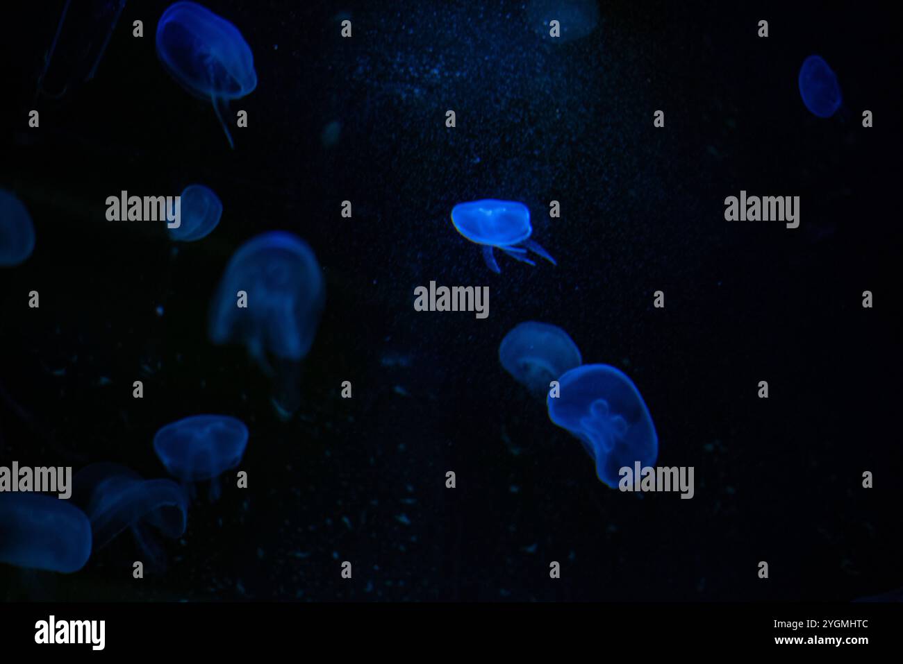 Jellyfish, with their mesmerizing translucent bodies and graceful ...