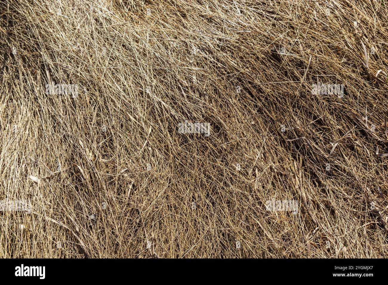 Texture grasses meadow field hi-res stock photography and images - Alamy