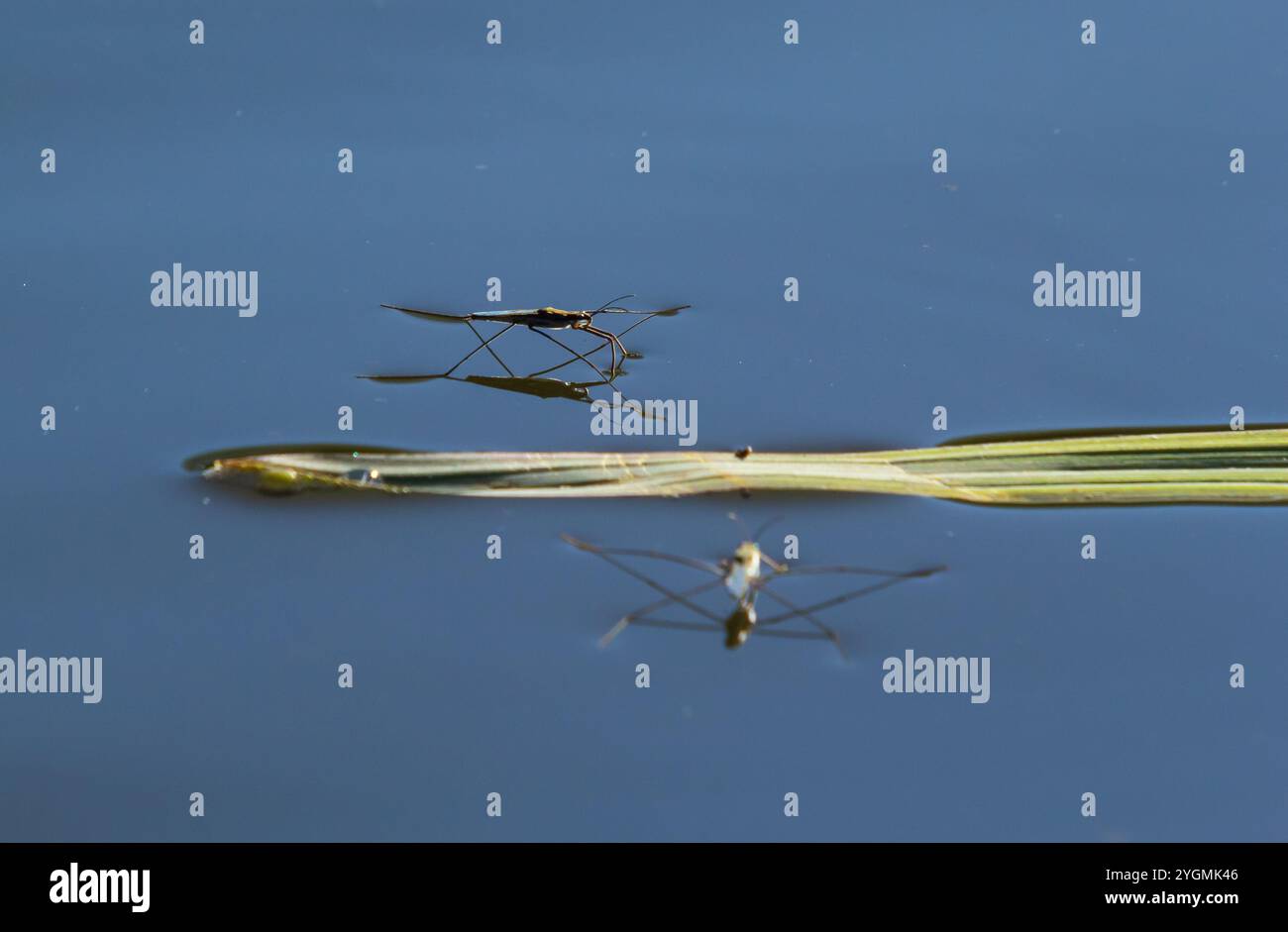 Insect surface tension hi-res stock photography and images - Alamy