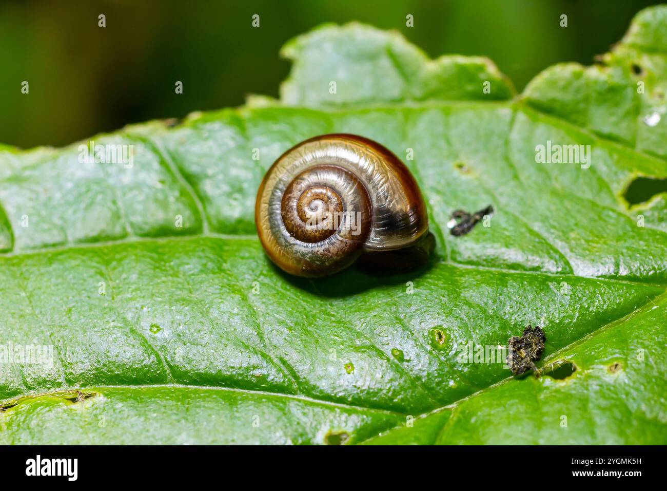 Oxychilus alliarius , commonly known as the garlic snail or garlic ...
