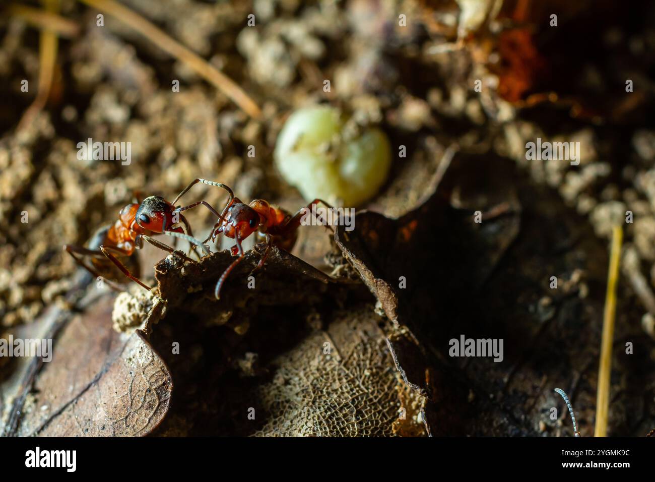 Fourmi formica hi-res stock photography and images - Alamy