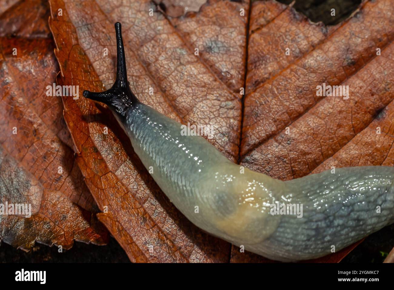 arion intermedius slug animal macro photography Stock Photo - Alamy