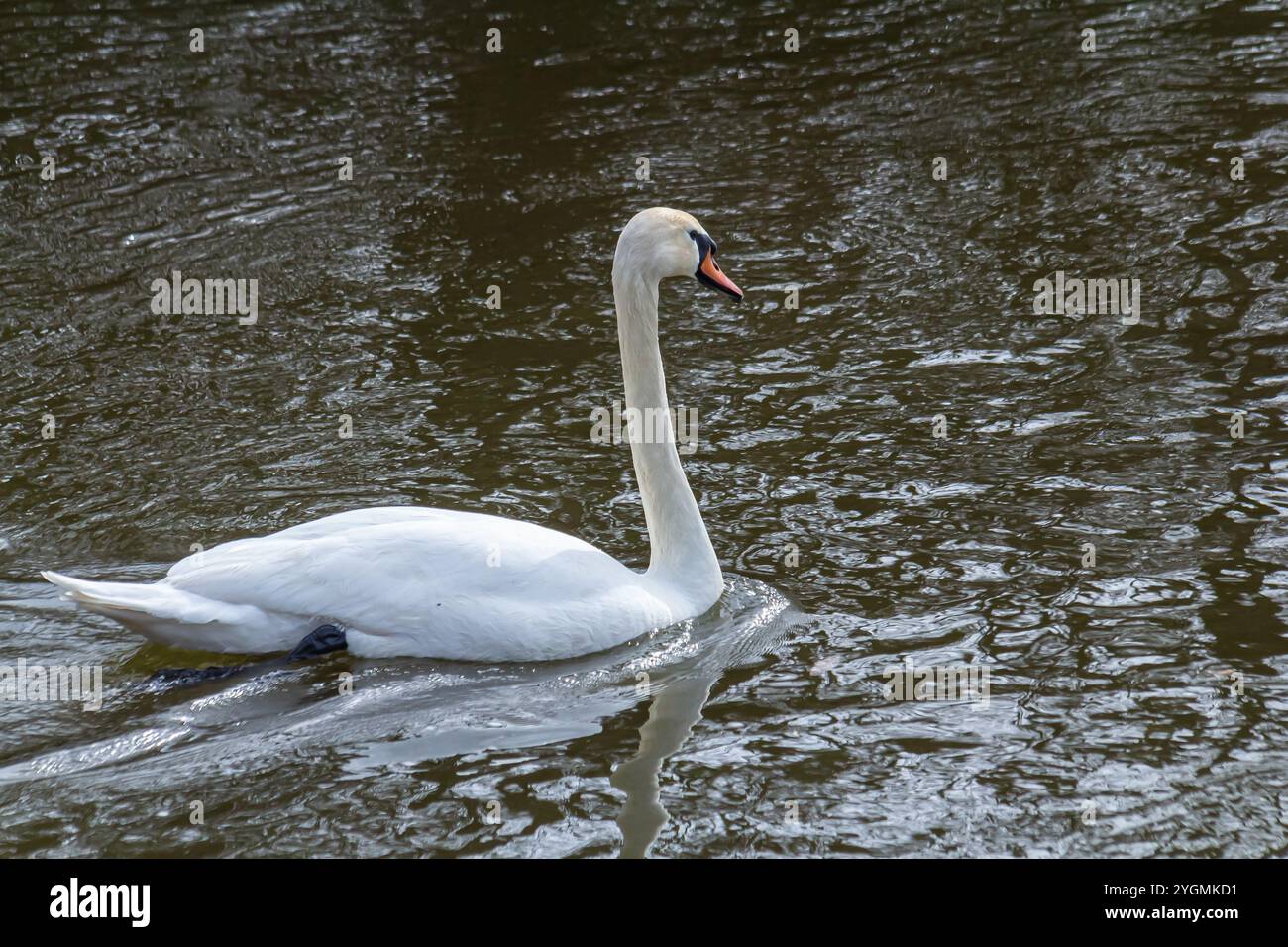 A white mute swan swims on a calm body of water. The water is blue. The ...