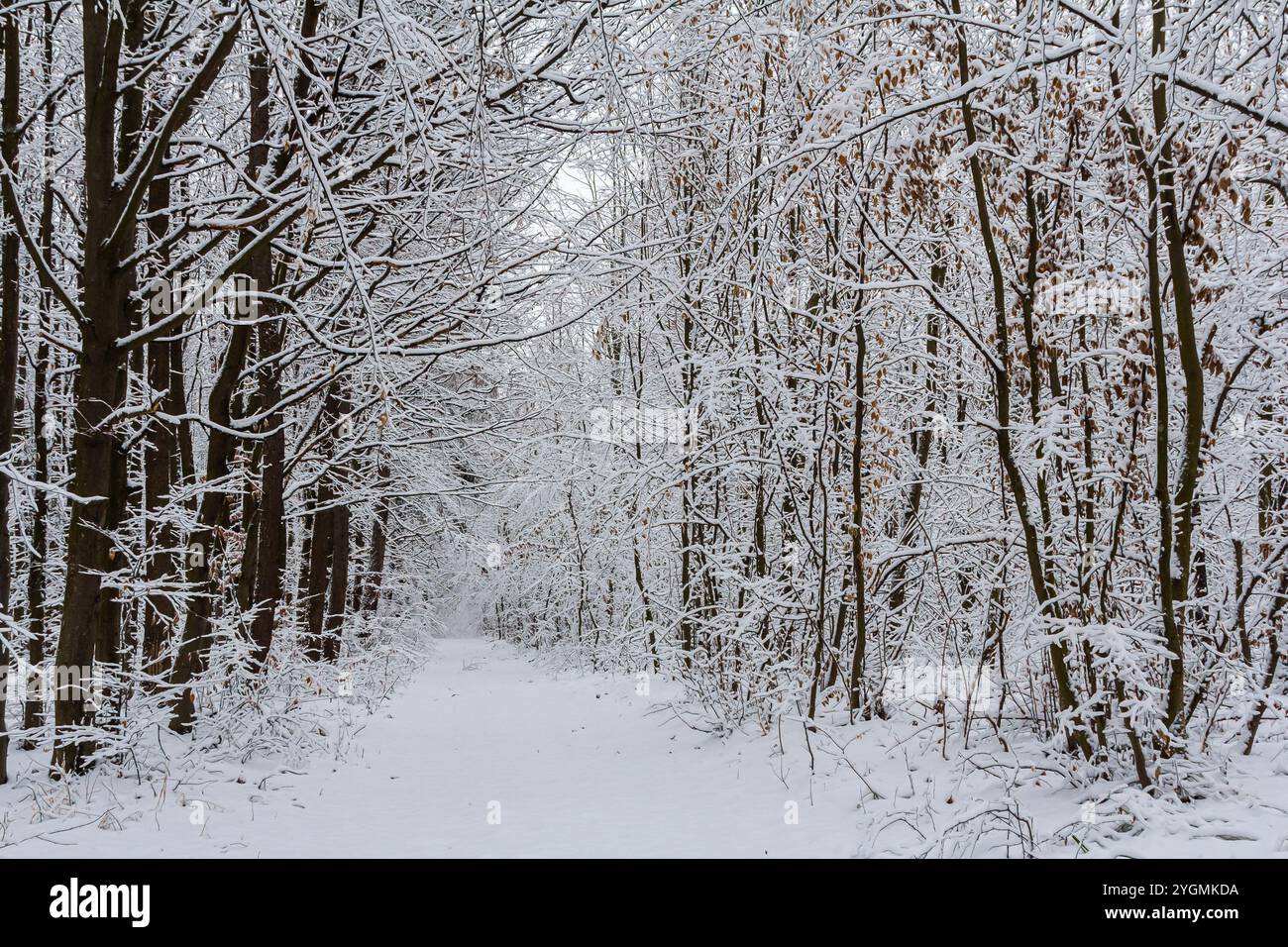 Temperate, deciduous forest with snow covered hornbeam Carpinus betulus ...