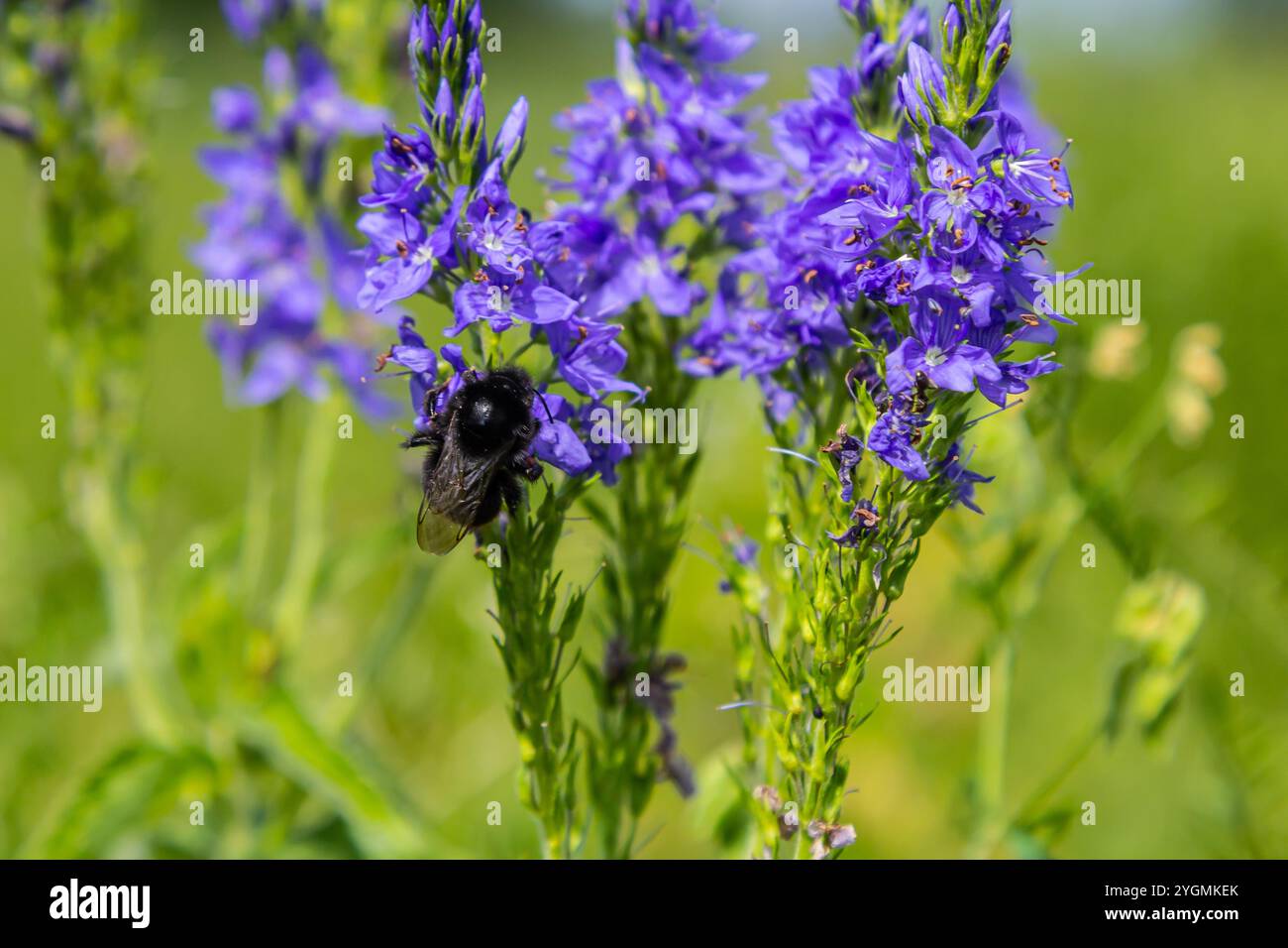 Bumble bee sitting on a thistle flower, closeup. Front view. Genus ...