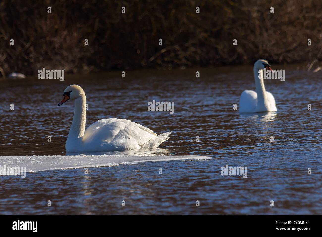 A white mute swan swims on a calm body of water. The water is blue. The ...