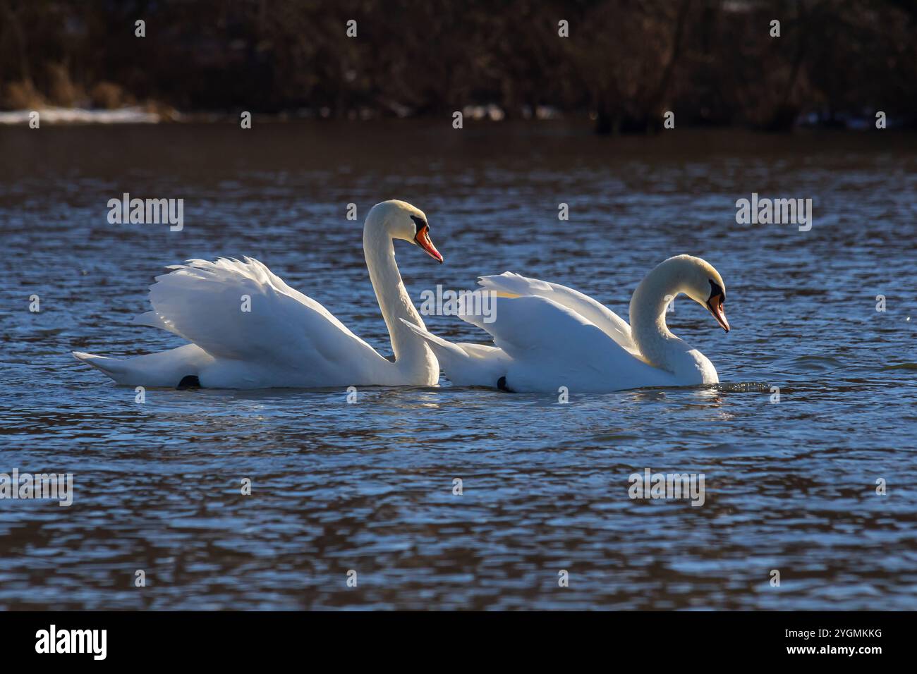 A white mute swan swims on a calm body of water. The water is blue. The ...