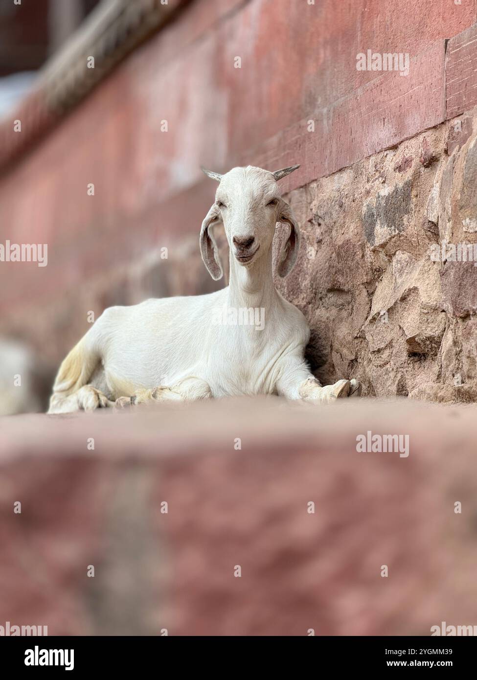 White goat enjoying its free time in the beautiful imperial palace of ...