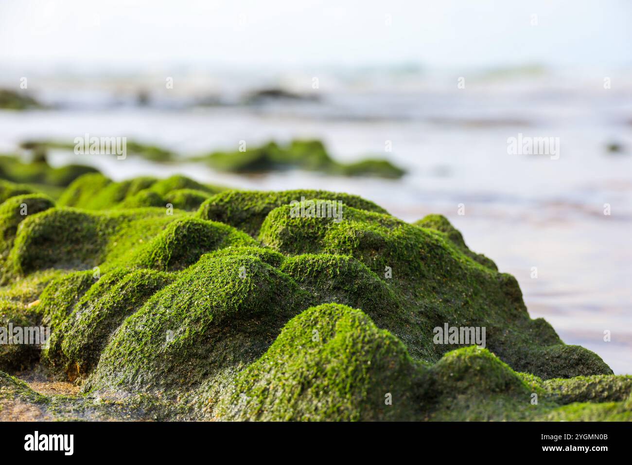 Shore Rocks Moss Moss On Rocks On Sea Shore · Free Stock Photo