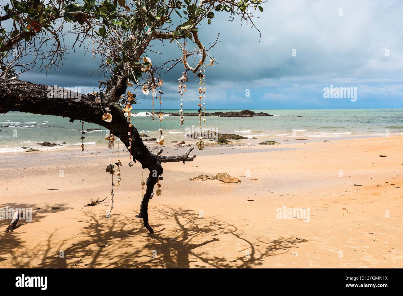 The sea tree hi-res stock photography and images - Alamy