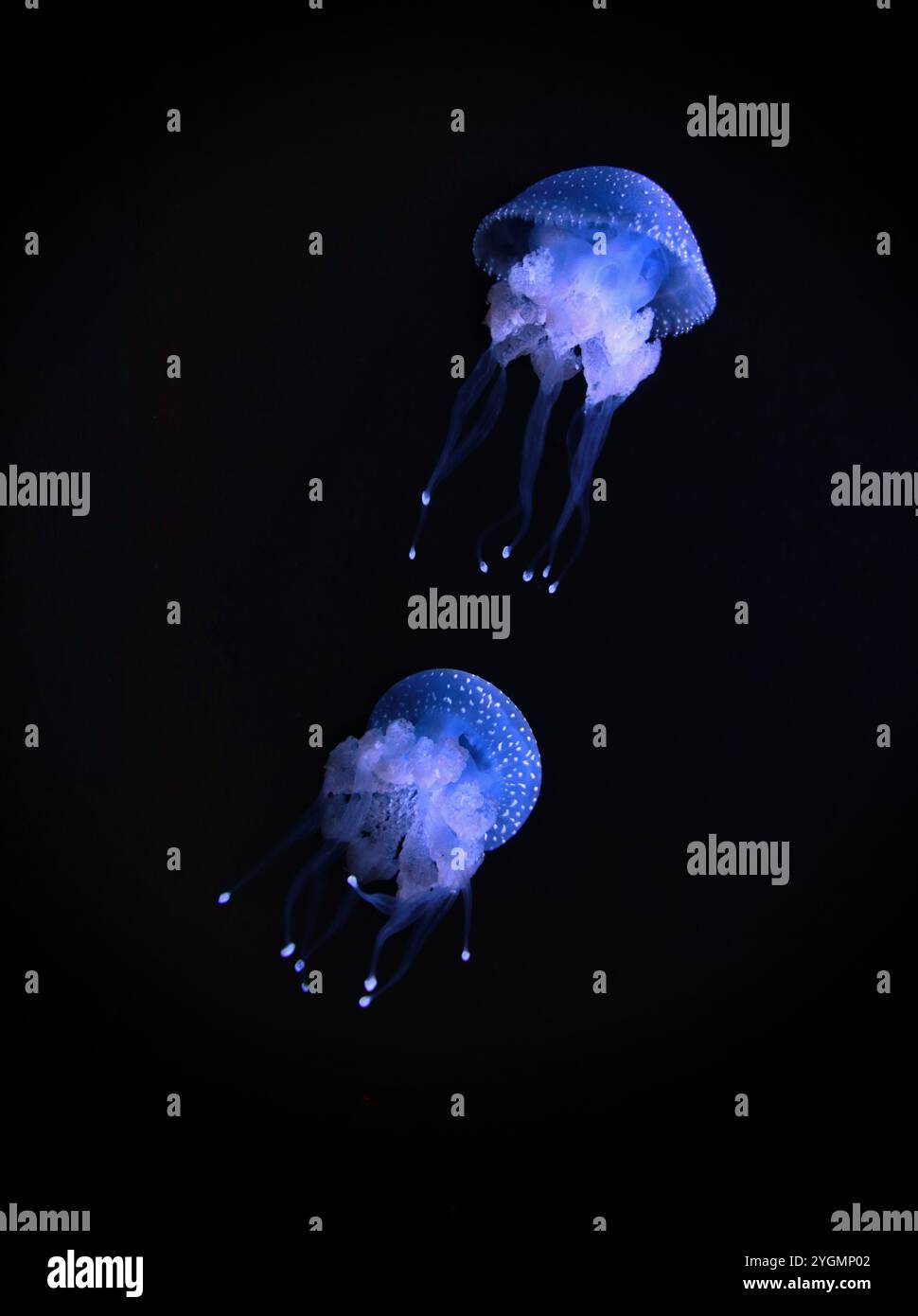 Floating Bell, Lisbon Stock Photo - Alamy