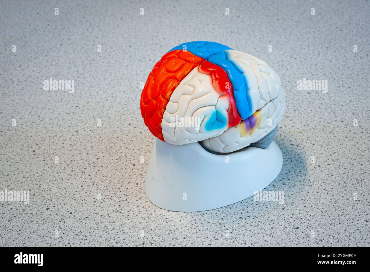 Model of the human brain with different colours to distinguish between ...