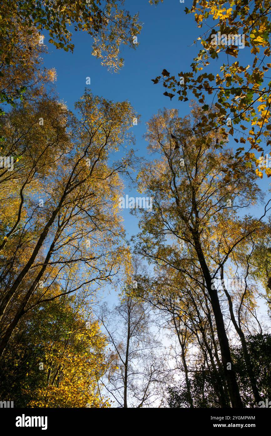English woodland in autumn with golden yellow leaves on SIlver Birch ...