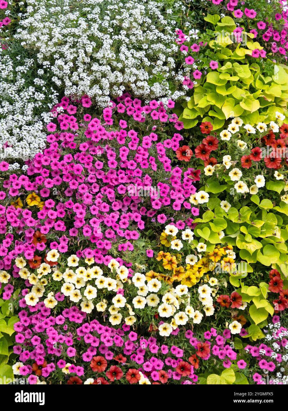 Aerial view blooming garden white hi-res stock photography and images ...