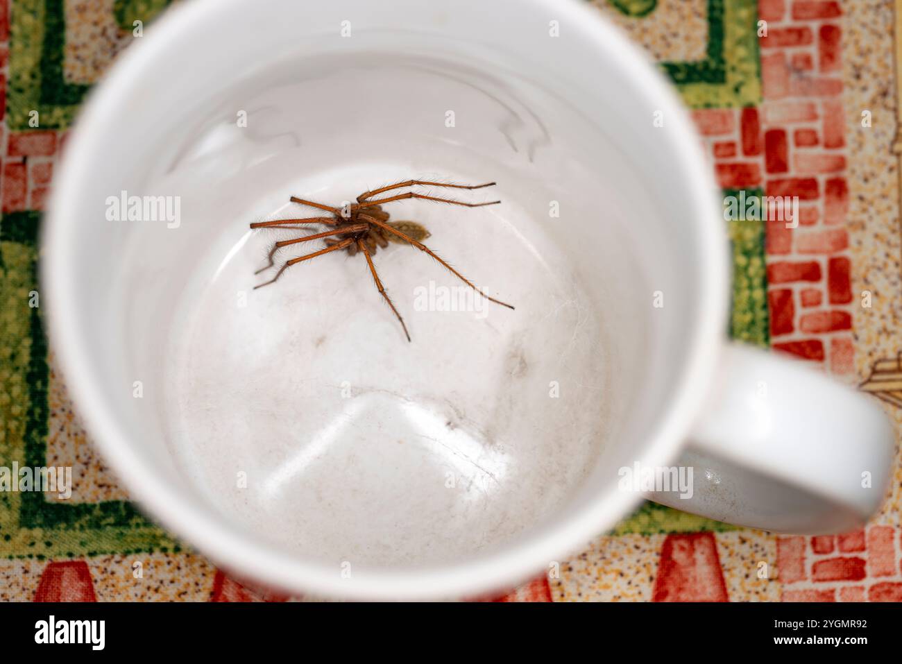 Household spider caught in a teacup Stock Photo - Alamy
