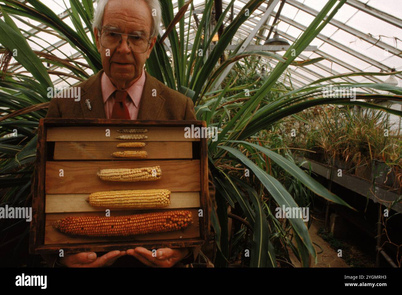 MA: Dr. W. Galinat w/ specimens he bred reconstructing evolution of ...