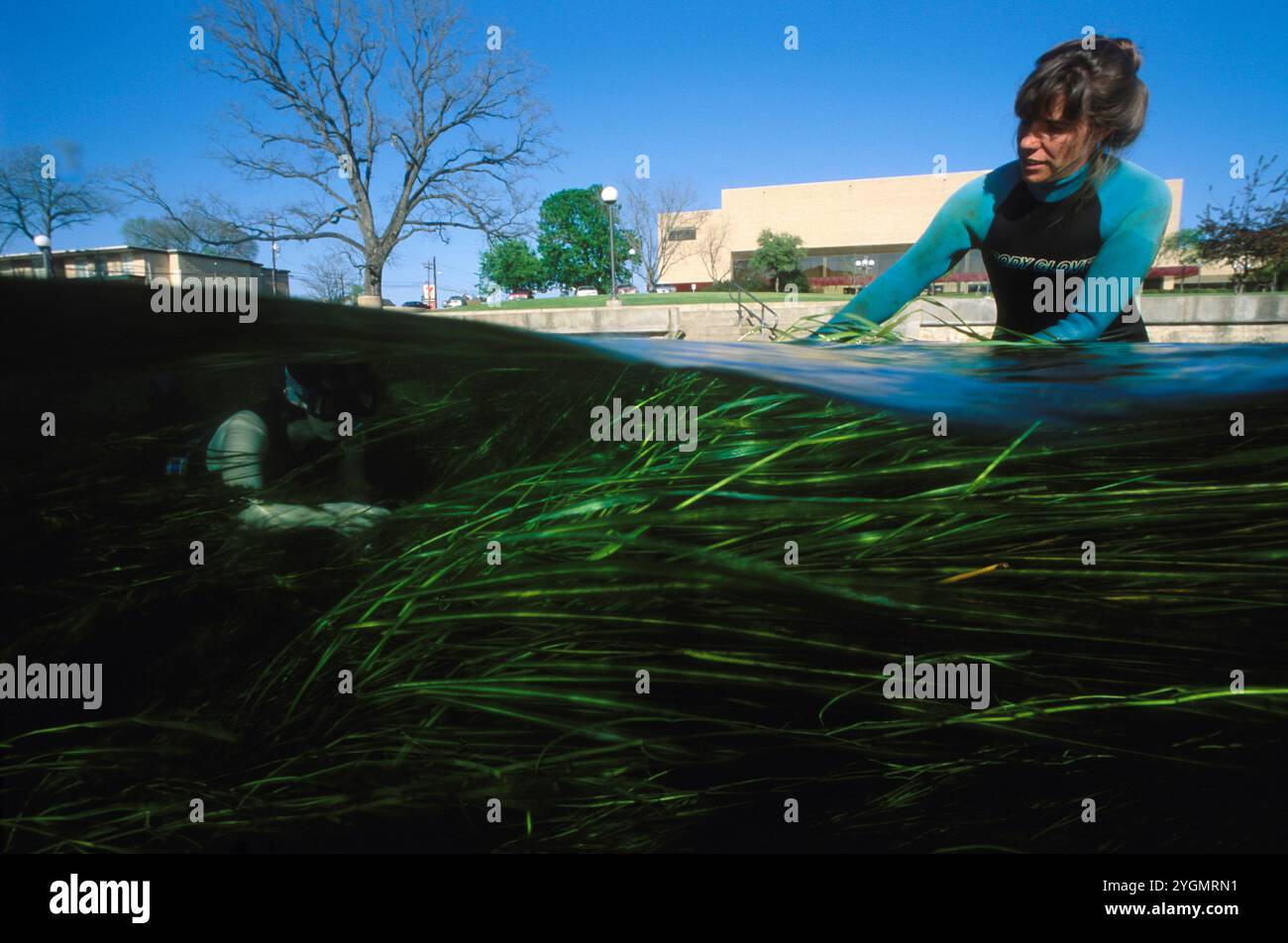 Researchers tend endangered Texas wild rice at Southwest Texas State ...