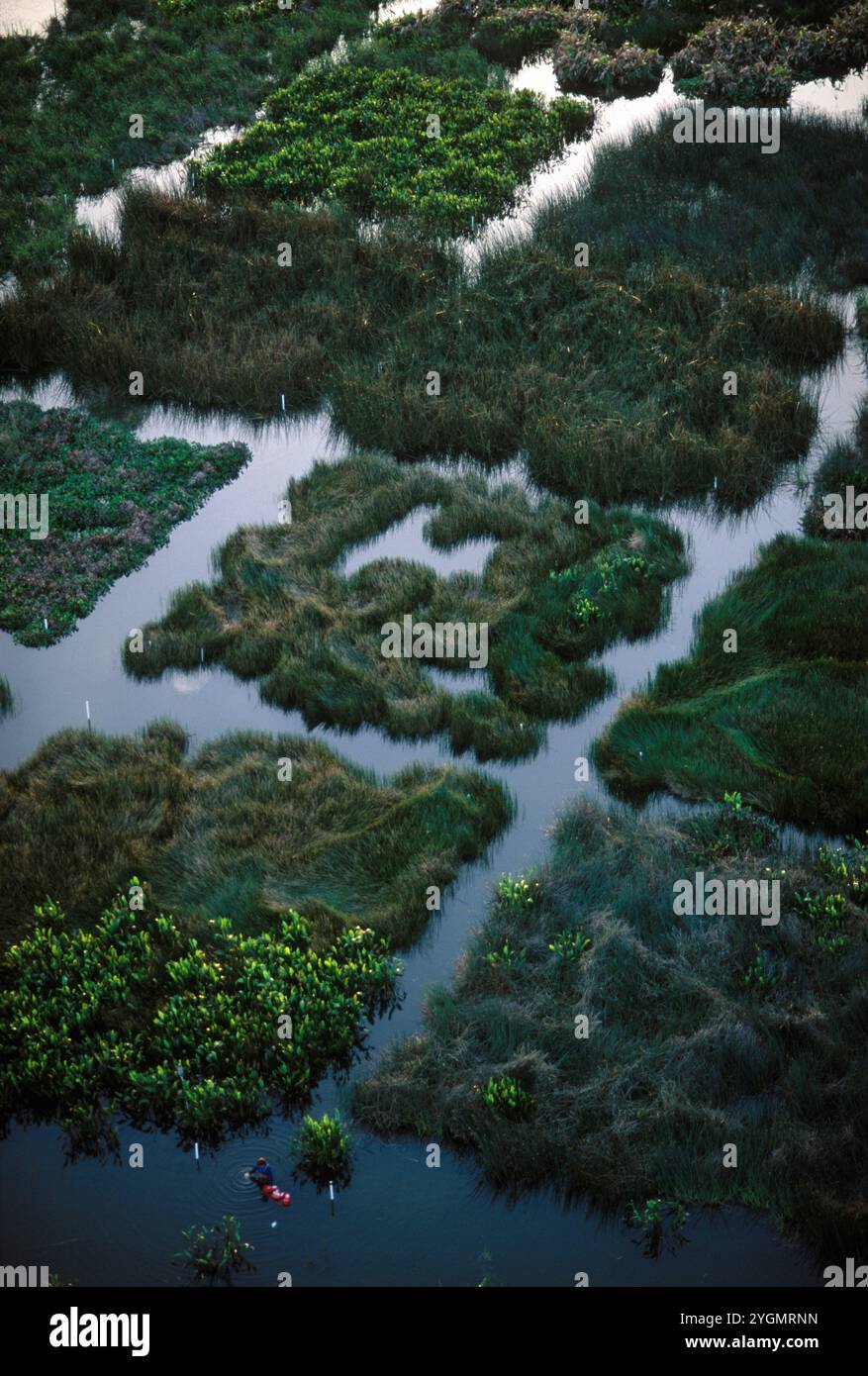 Test plots on constructed wetlands built to clean water on Lake Apopka ...