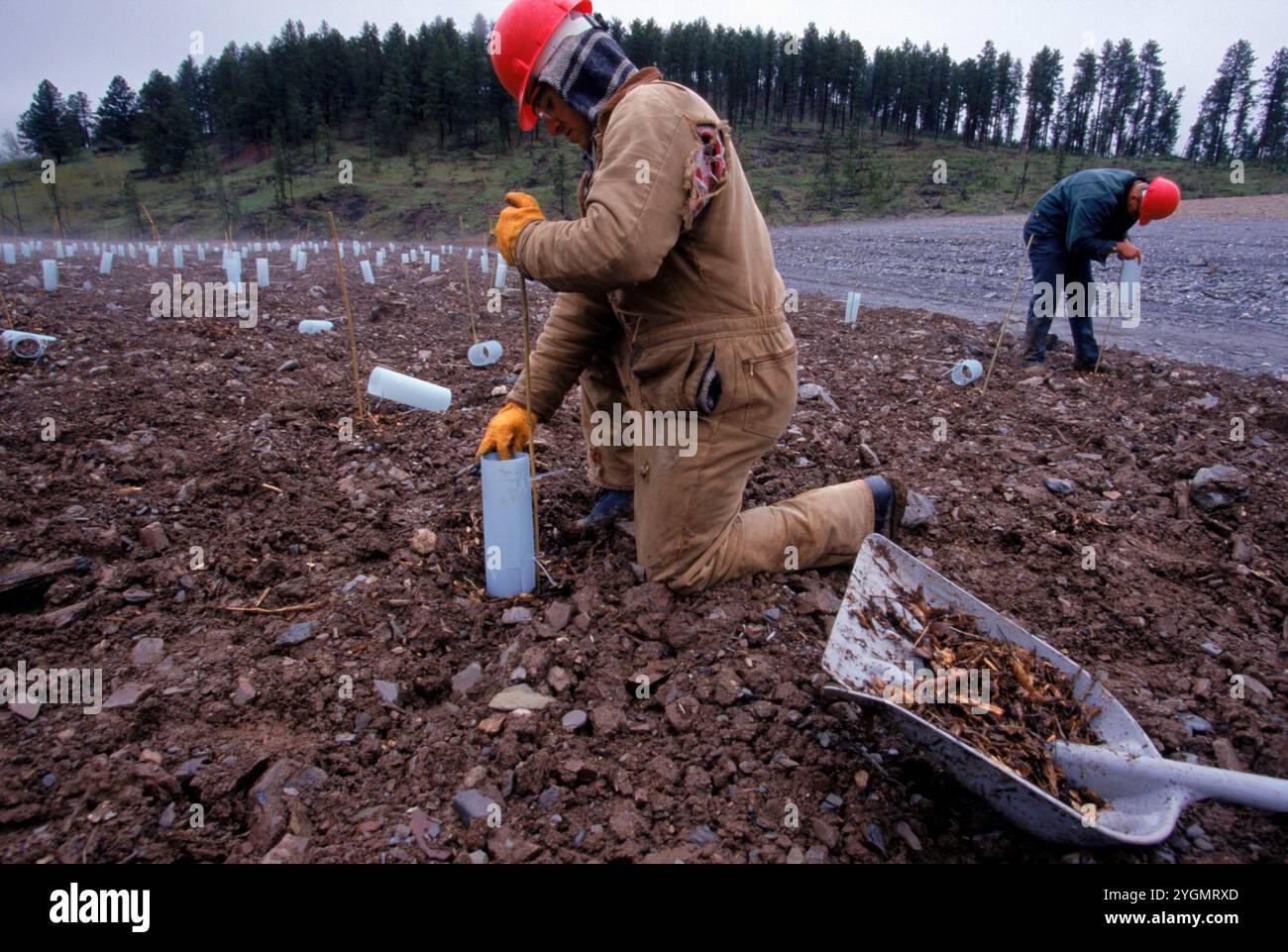 Plating vegetation, Homestake mine, South Dakota, USA Stock Photo - Alamy