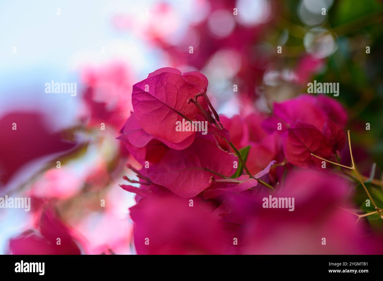Delicate magenta flowers cascade from a twisting vine, basking in ...
