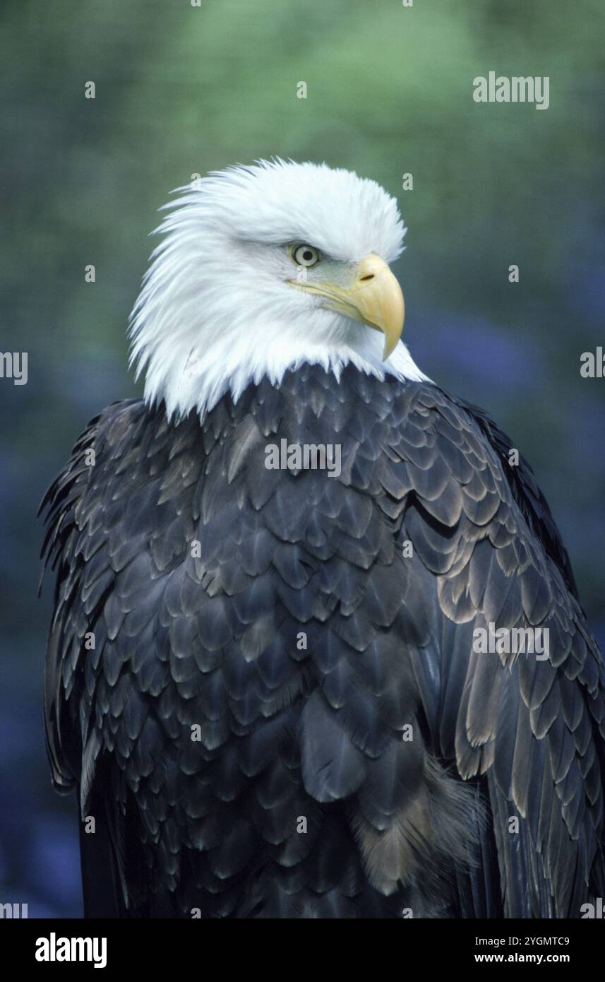 American symbols bald eagle hi-res stock photography and images - Alamy