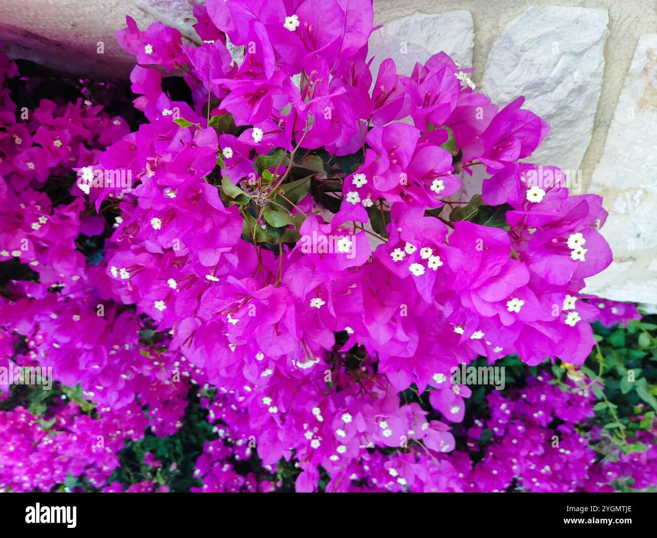 Vibrant pink flowers of Bougainvillea glabra (Bugenwilla Sanderiana ...