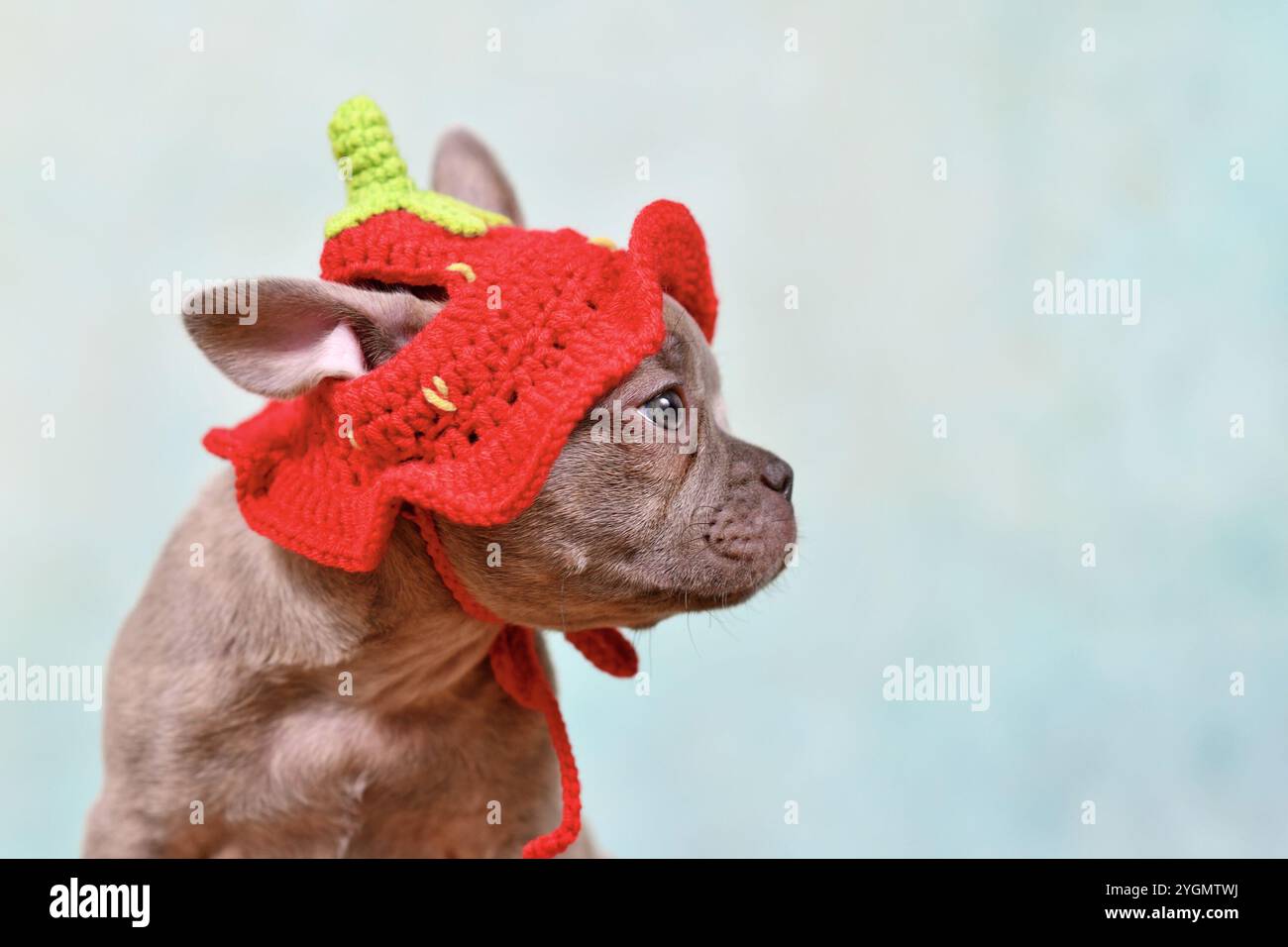 Young Lilac Brindle French Bulldog dog puppy with healthy long nose and ...