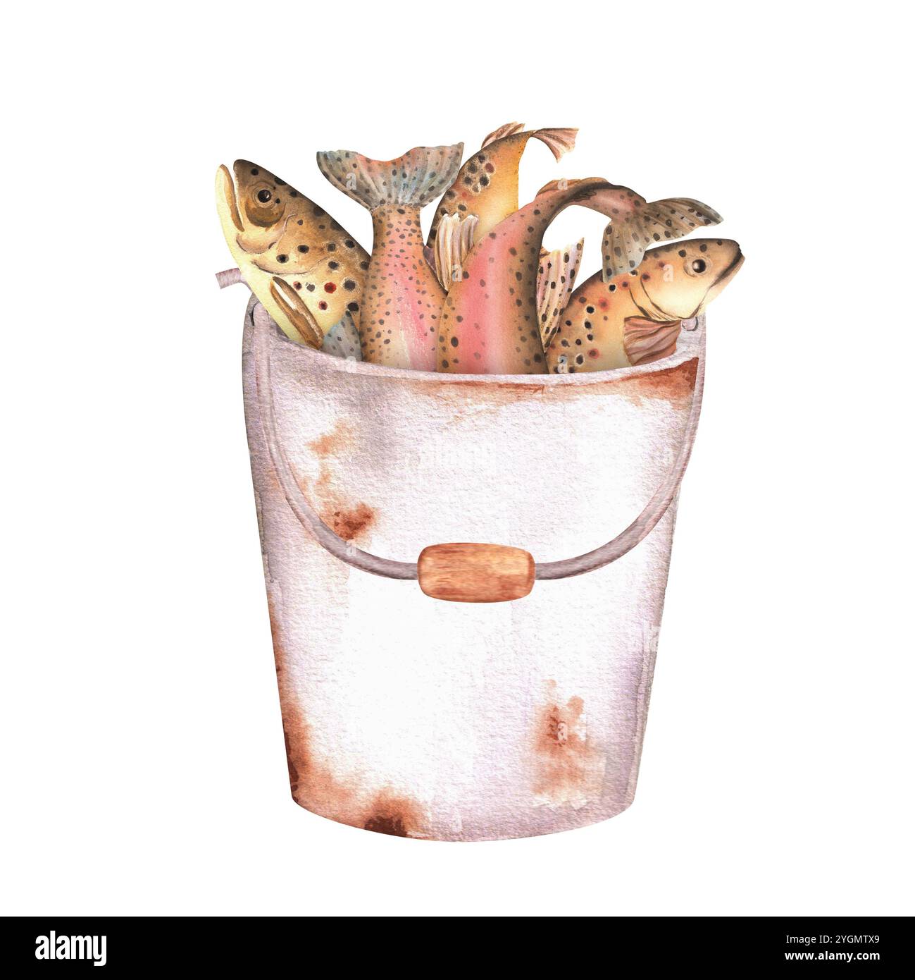And old metallic bucket with trout fish. Rainbow trout, brown trout ...