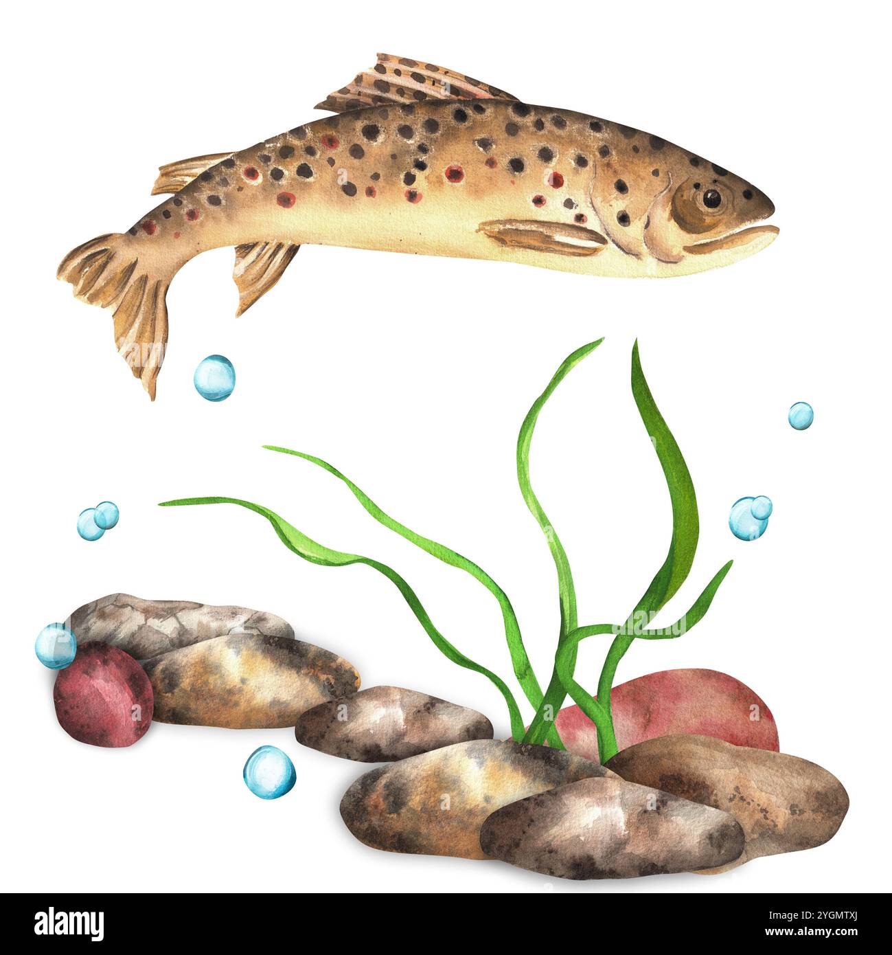 Single brown trout fish swimming underwater. Algae and pebbles on the ...