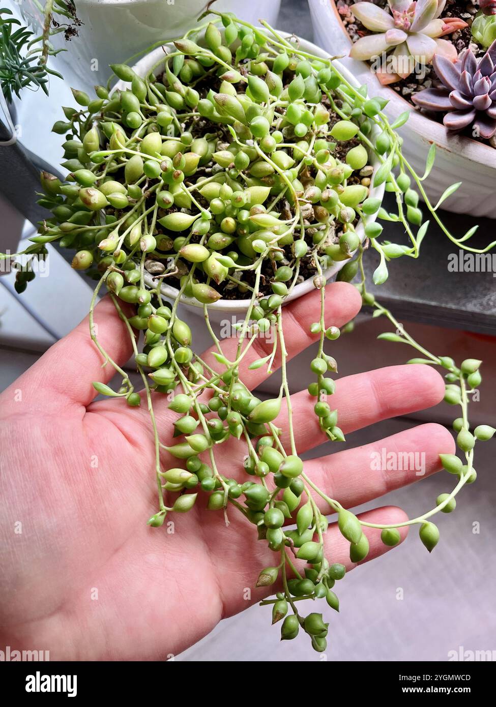 Senecio variegata hi-res stock photography and images - Alamy