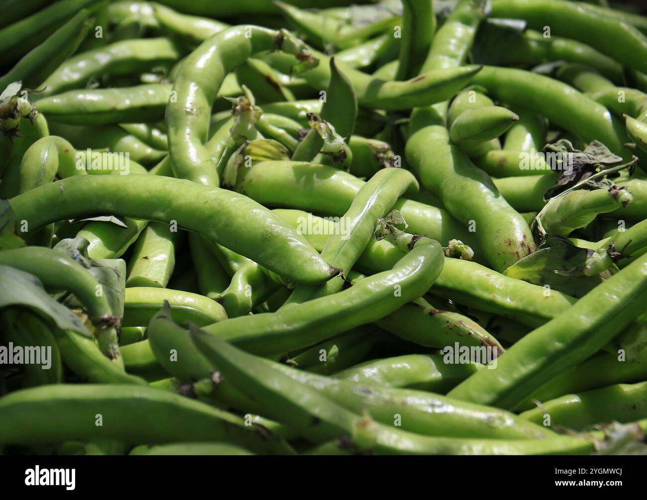 Foul bean hi-res stock photography and images - Alamy