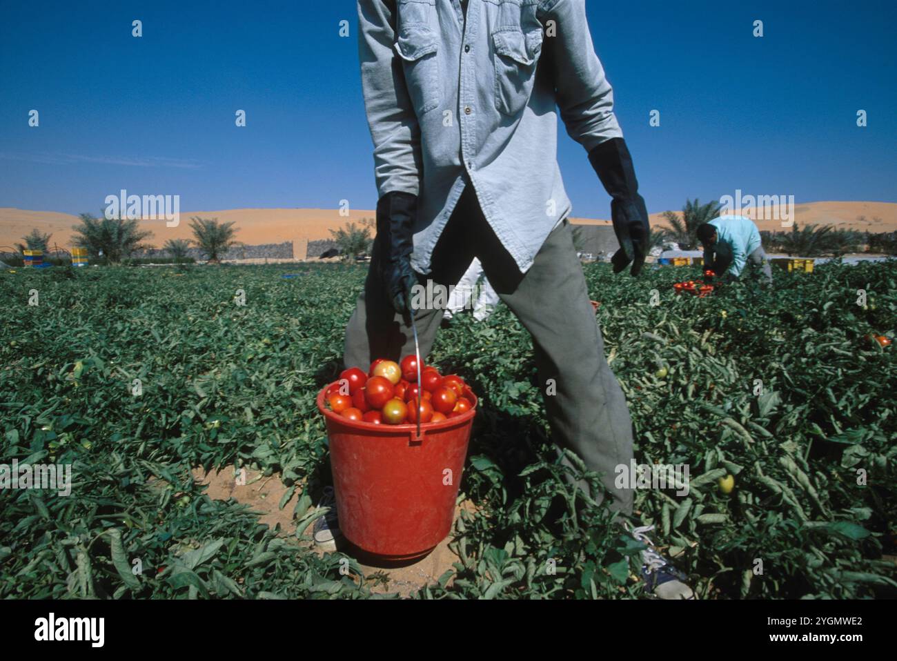 Agricultural fields in the Liwa Oasis, United Arab Emirates. Workers ...
