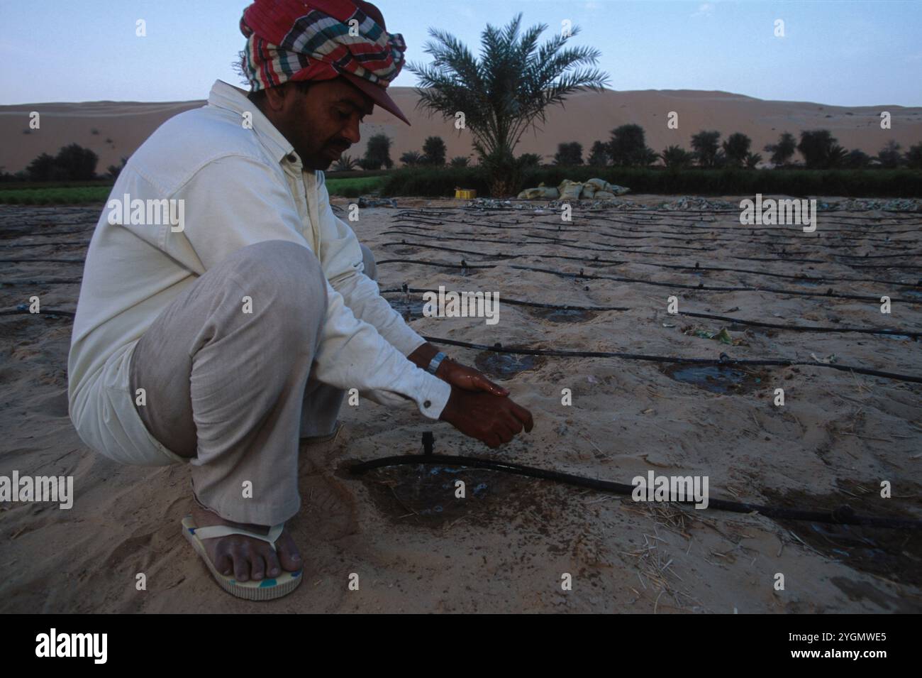 Agricultural fields in the Liwa Oasis, United Arab Emirates. Workers ...