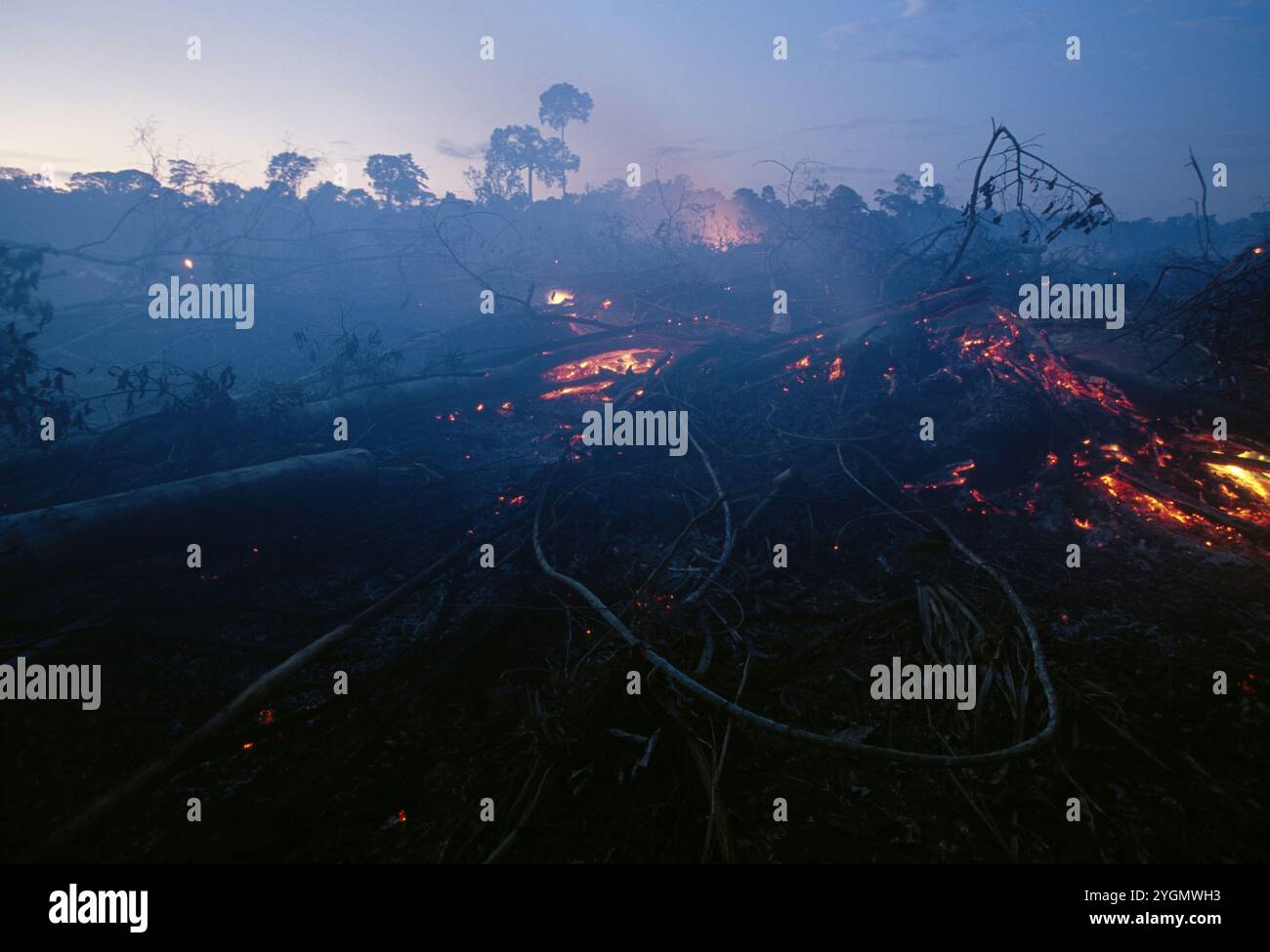 Deforestation of the rainforest near Belterra, Brazil Stock Photo - Alamy