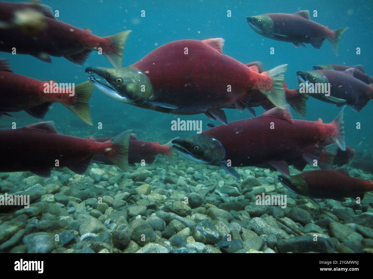 School sockeye salmon swimming hi-res stock photography and images - Alamy