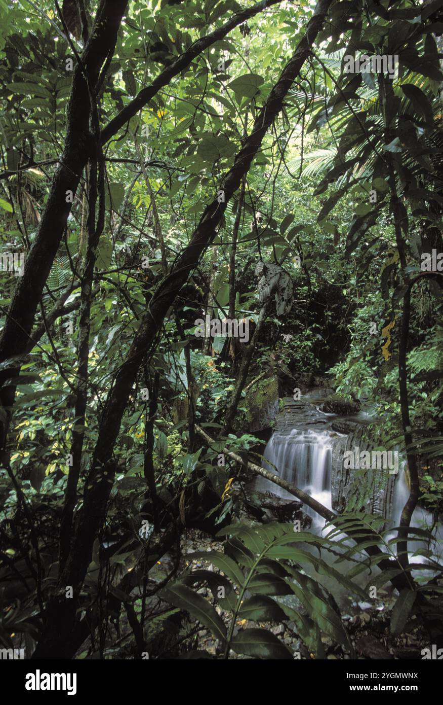 The rainforest of Caribbean National Forest, Puerto Rico Stock Photo ...