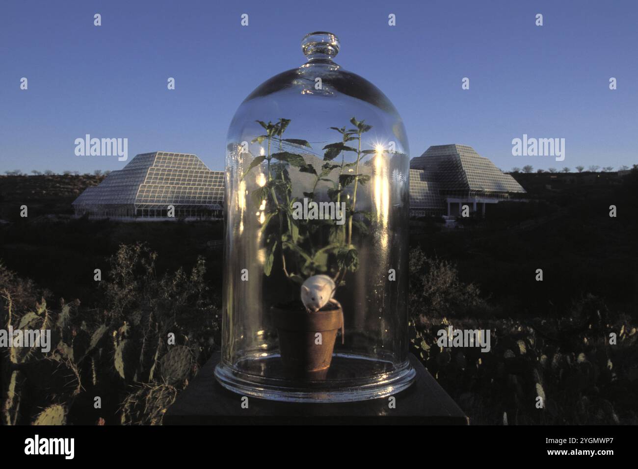 Bell jar experiment hi-res stock photography and images - Alamy