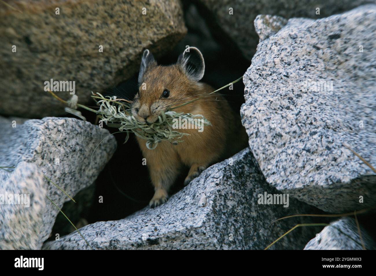 Global rodent hi-res stock photography and images - Alamy