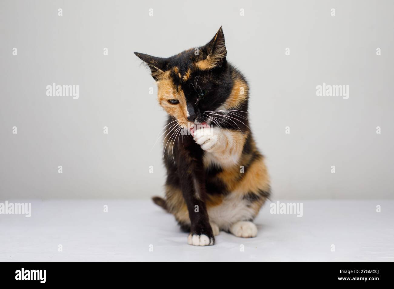 Cat Pet Cleaning Itself on white background Stock Photo - Alamy